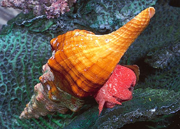 蛾螺总科 Buccinacea 蓝色动物学（中国动物学科普）